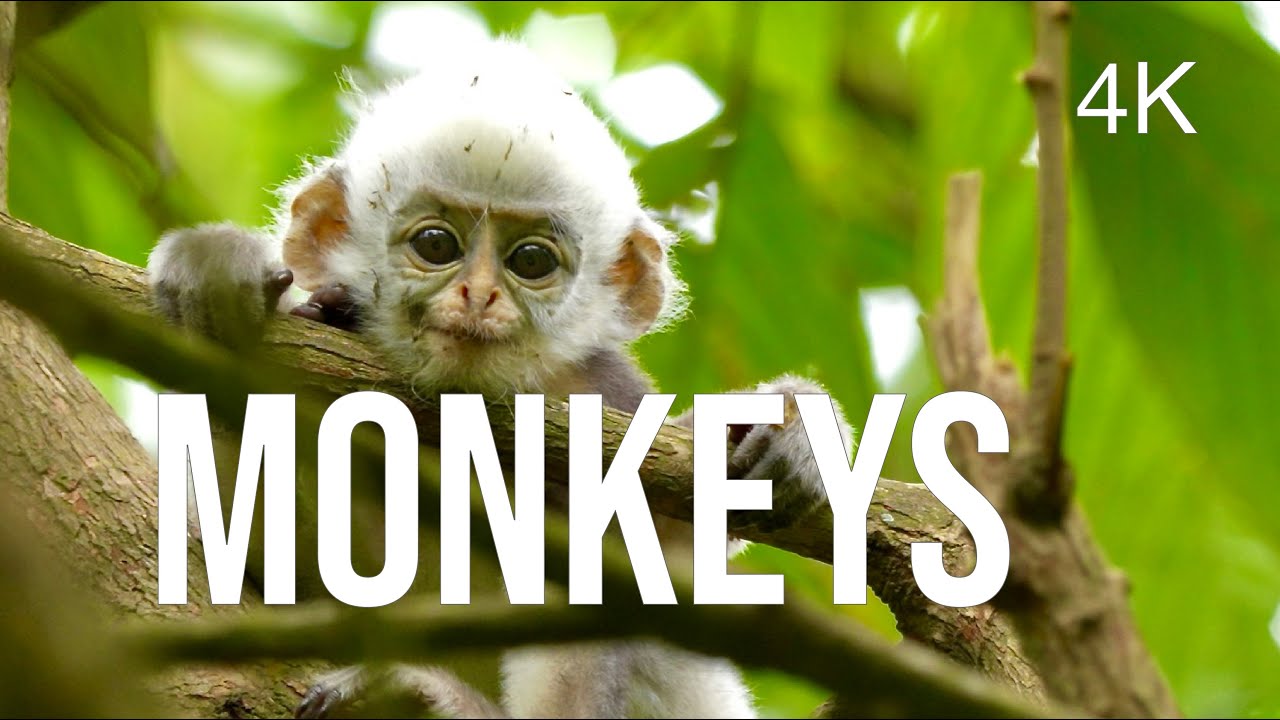 Monkeys of the Rainforest | 4K Mini-Documentary - YouTube
