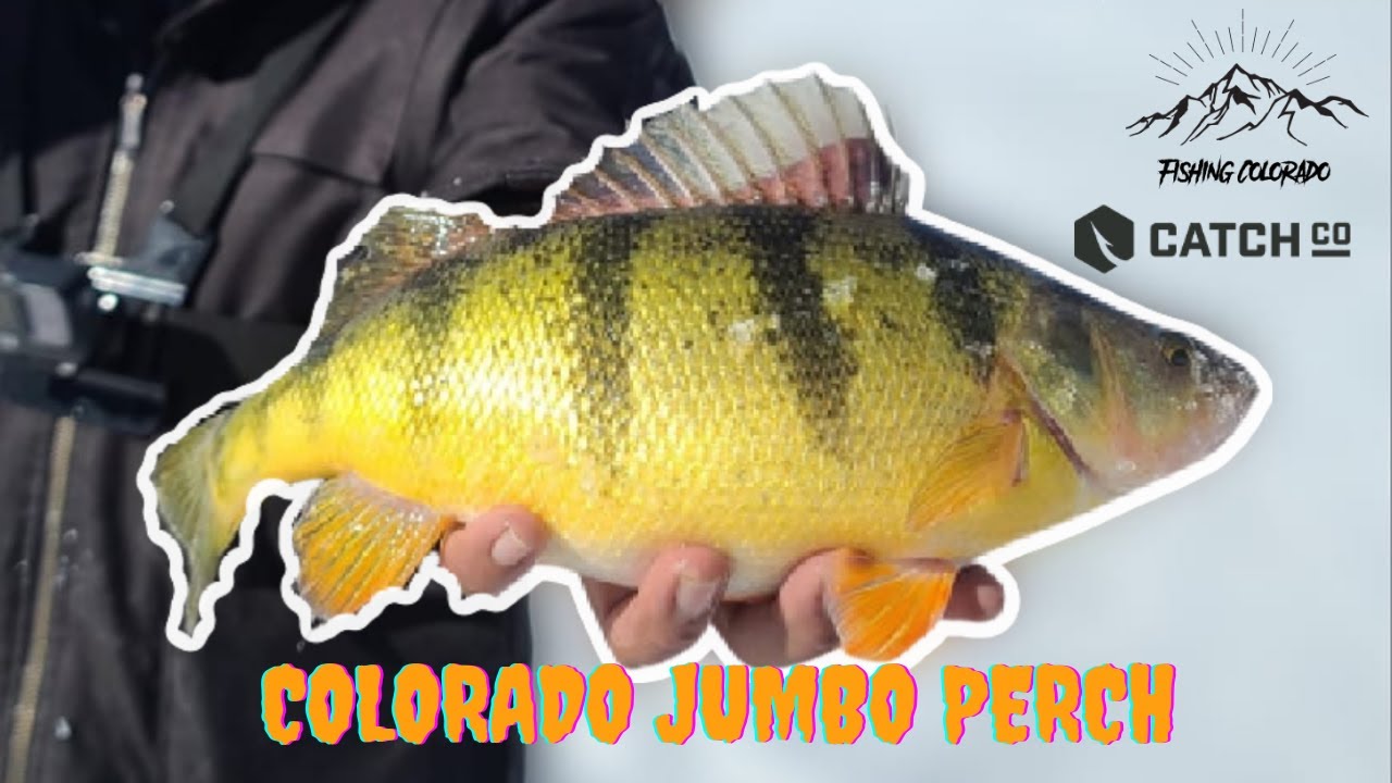 Colorado JUMBO Perch(Ice Fishing Mission) - YouTube