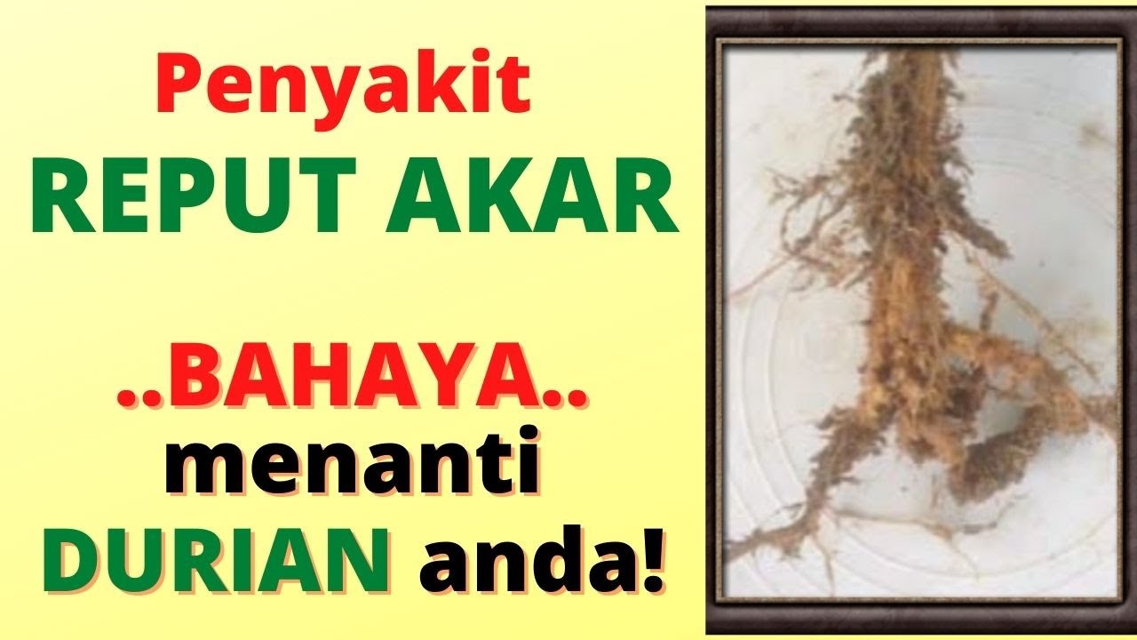 Sifu Durian BAB 61 | Tambak Tanah di Pangkal Pokok Untuk Elak Penyakit ...