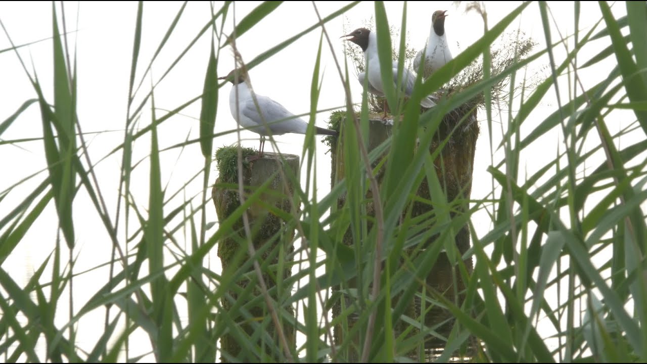 seagull sound 2016 part II - in UHD / 4K by ani male - YouTube