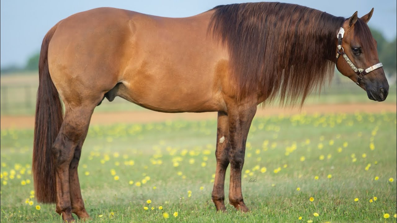 Custom Dave - 3 Yr Old Stallion by HollywoodsTinseltown - YouTube