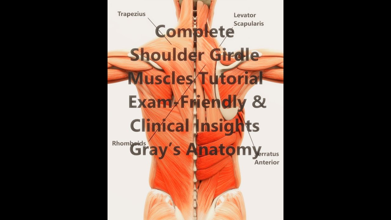 Complete Shoulder Girdle Muscles Tutorial | Exam-Friendly & Clinical ...
