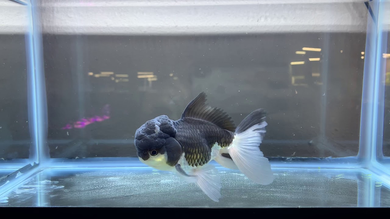 Panda Oranda WWW.CHUCHUGOLDFISH.COM - YouTube