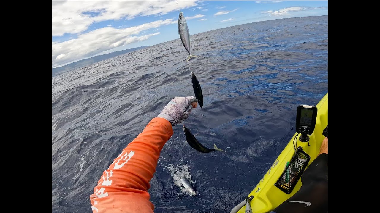 Last bait to save the day.. AKU!! Stringer of big Opelu.. Hawaii Kayak ...