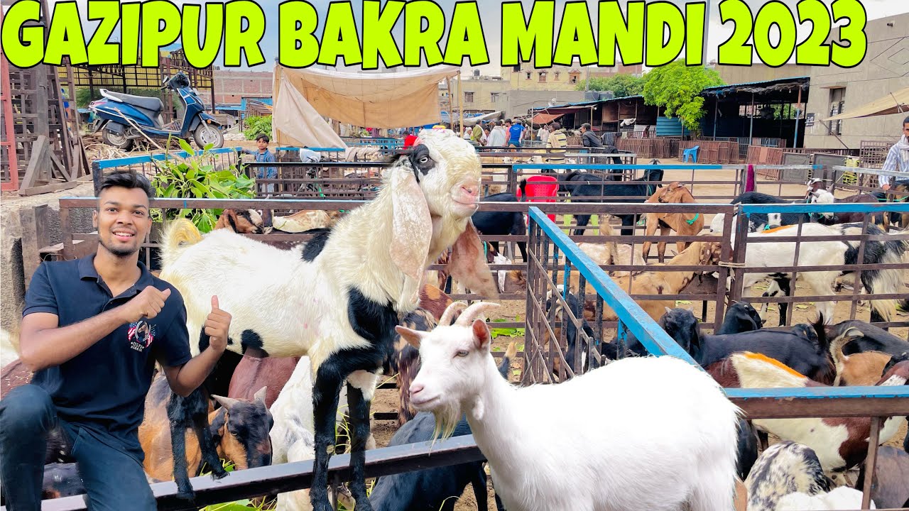6500/_ से शुरू बकरे 😱| Gazipur Bakra Mandi 2023 | Bakra Mandi 2023 ...