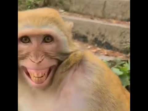 Monkey laughing with a Man |Funny Videos  (Can't stop laughing😂)