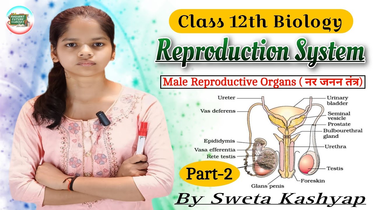 Human Reproduction | Part- 2 | Male Reproductive Oragan in Reproduction ...