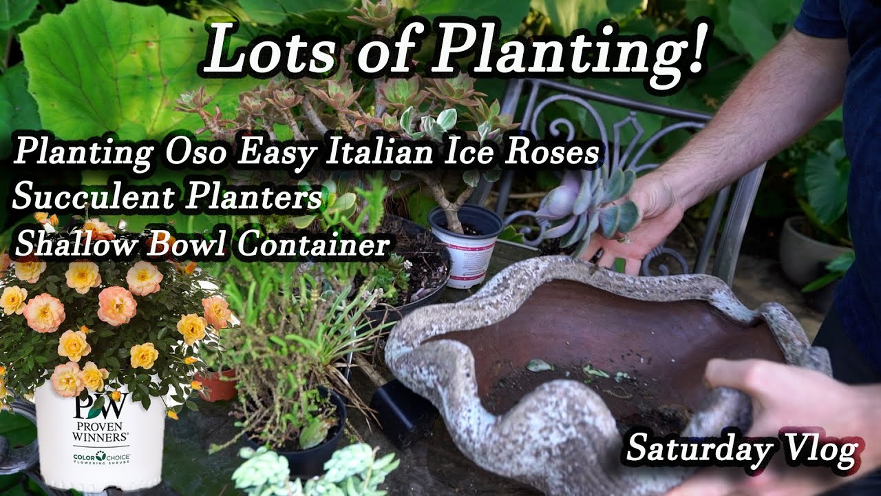 Patio Cleaning | Planting Oso Easy Italian Ice Roses | Succulent ...