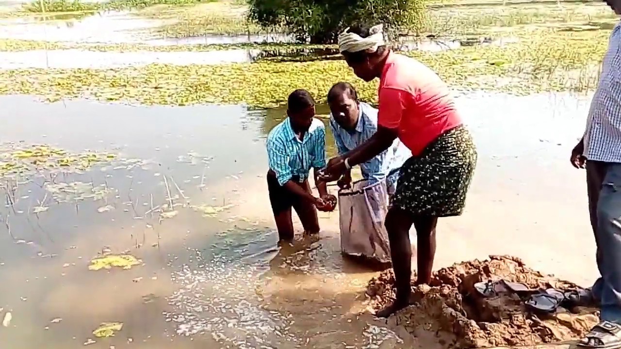 కడెం ప్రాజెక్టు లో చేప పిల్లల విడుదల Kadem project fish seed Released ...