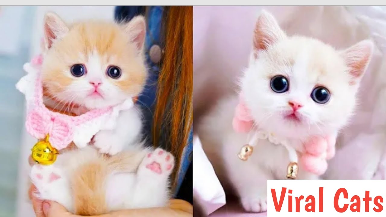 Baby Cats - Cute and Funny Cat Videos Compilation #62 | Viral Cats ...