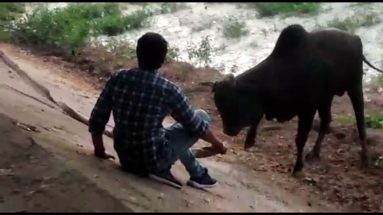 Black Angry Bull Rescue - YouTube