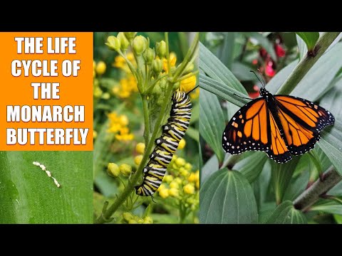 How Long Is A Monarch Butterflies Lifespan