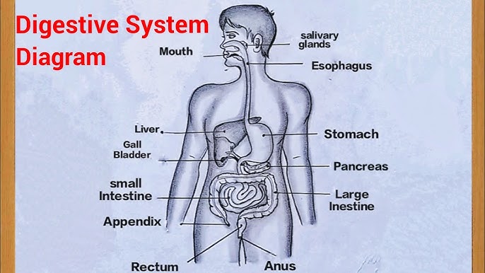 Human Digestive System Diagram Labeled Normal Movements Of The