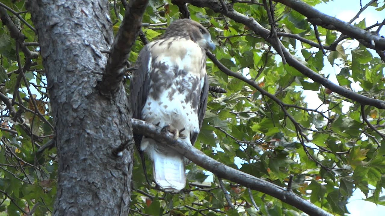 Red Tailed Hawks Calling 1 Sony HX100V - YouTube