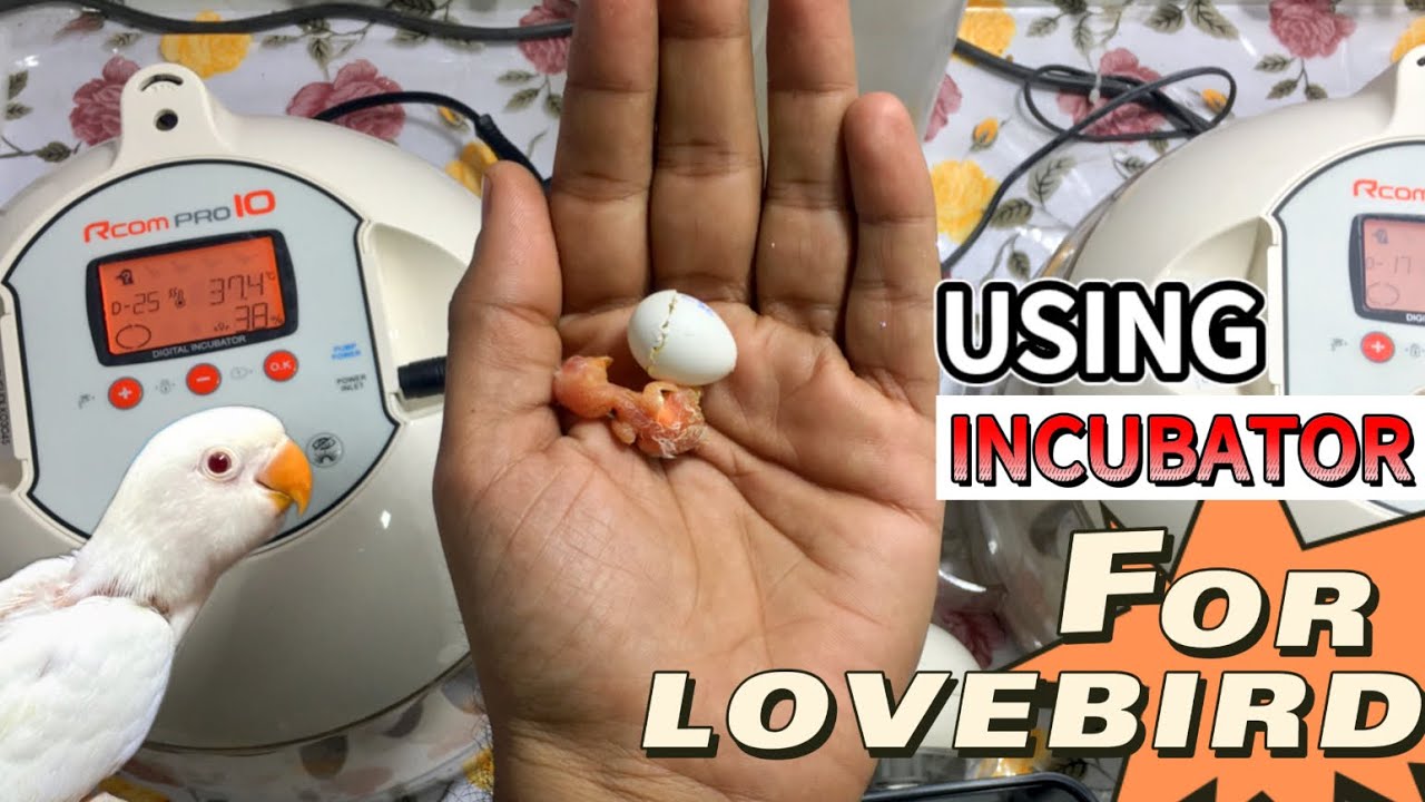 WHY AM I USING INCUBATOR | WHY INCUBATOR IS IMPORTANT FOR PARROT EGG ...