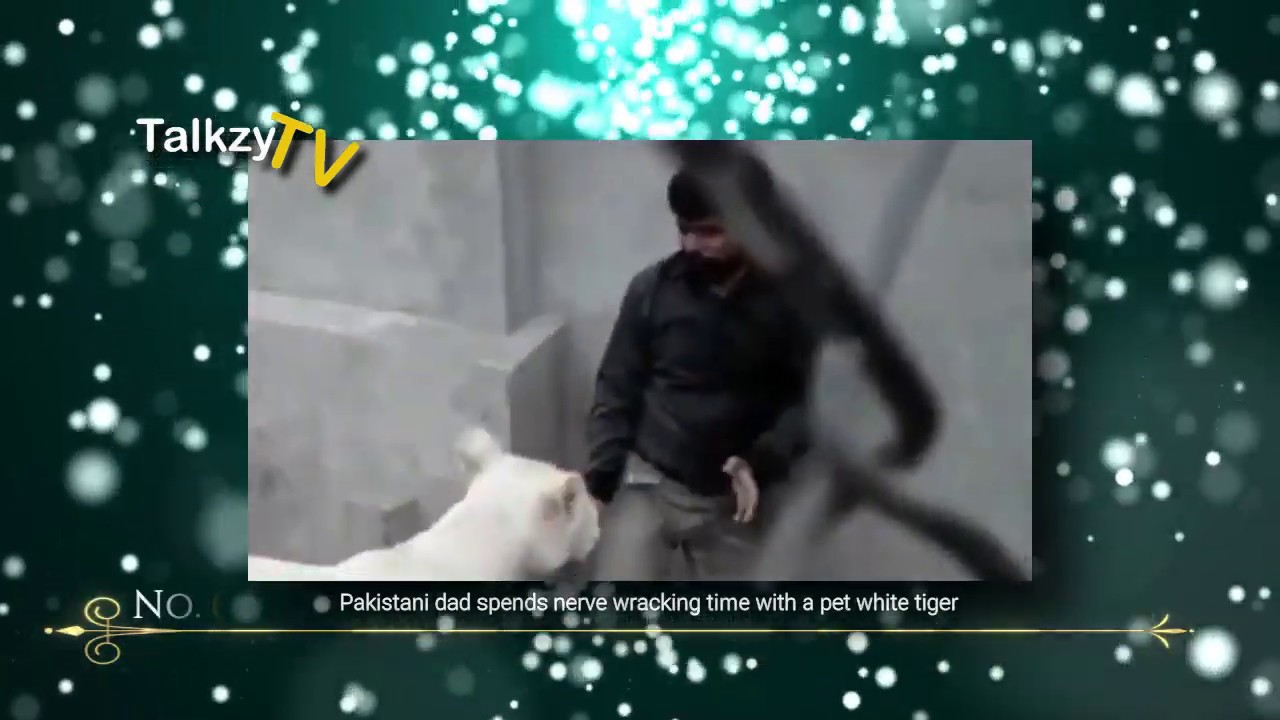 Six spectacular tiger attacks on humans ! untamed and uncut footages ...
