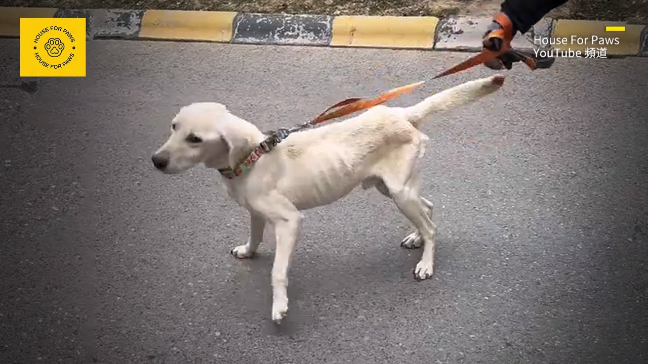 Abandoned Labrador, Deprived of Food for a Long Time, Emaciated and ...
