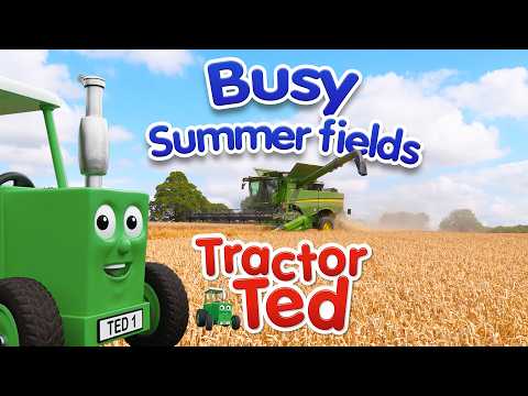 Busy Summer fields ☀️🚜 | Tractor Ted Official