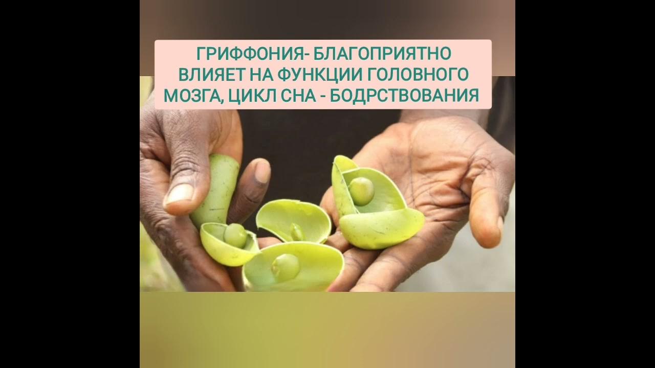 Гриффония Коралловый клуб - мощный растительный антидепрессант. - YouTube