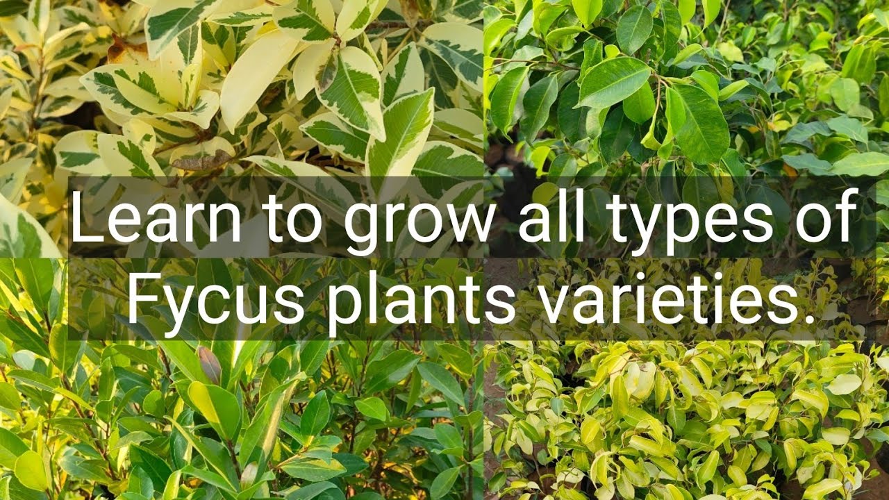 know about All Fycus varieties #plants #youtubevideos - YouTube