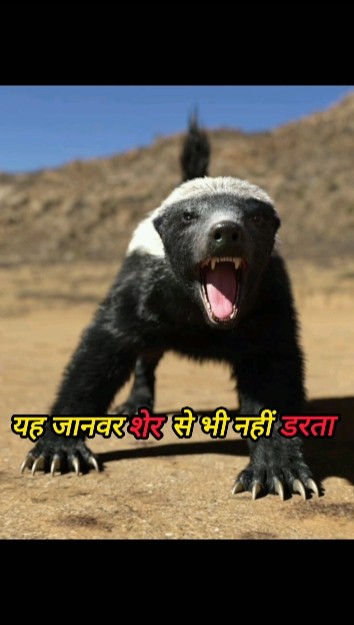 This Animal is Not even Afraid of a Lion #animal #wildlife #shorts ...