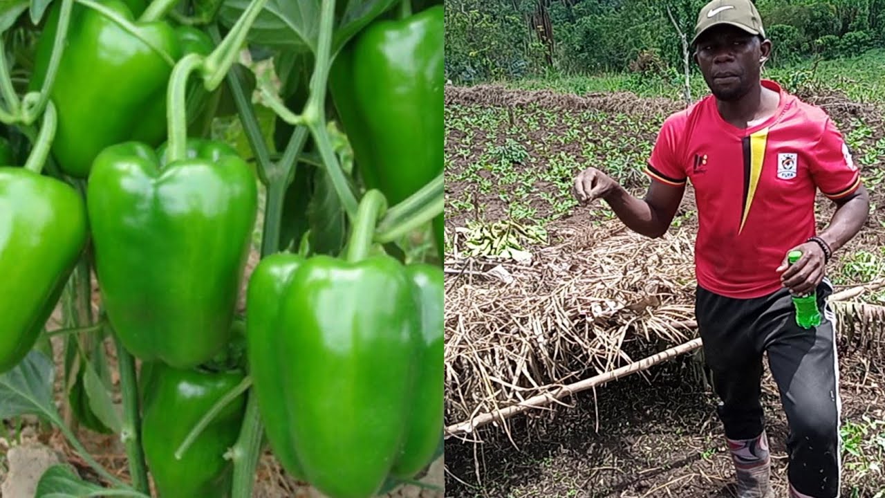 Farming and Construction, steps to follow, when growing Green paper ...