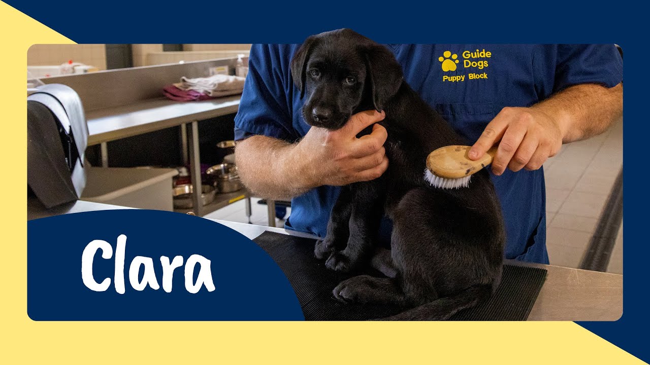 Meet Guide Dog Puppy Trainee Clara - Sponsor Her Journey to Become a ...
