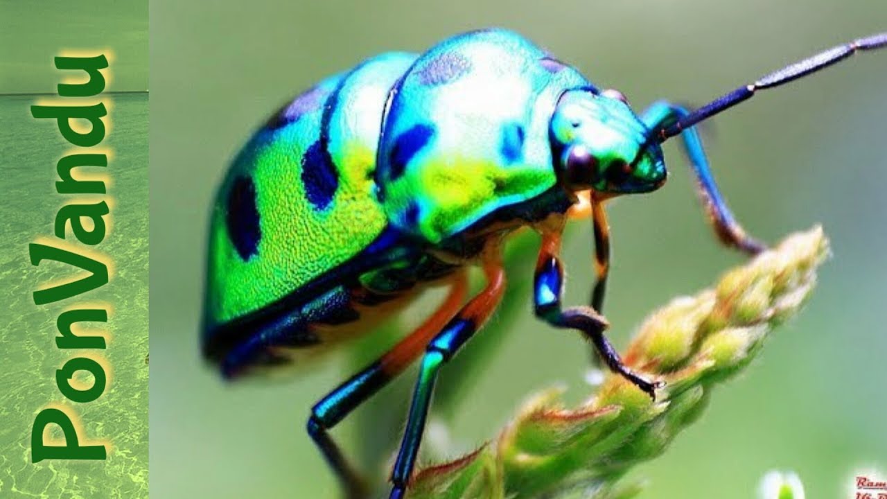 Golden Beetle|Ponvandu - YouTube