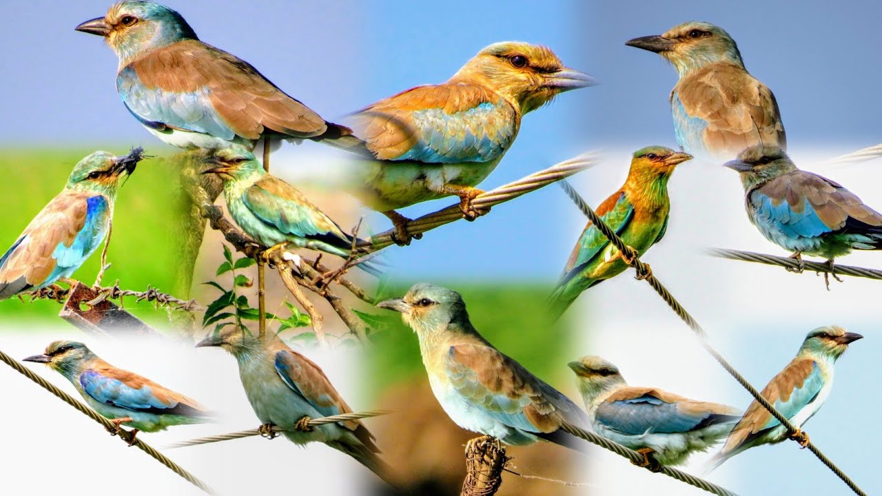EUROPEAN ROLLER - Most Beautiful Bird on the Way of Migration in ...