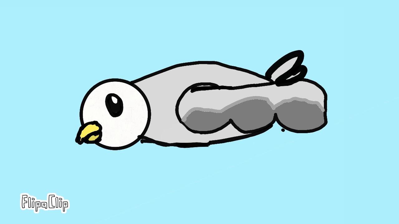 Steve the seagull - YouTube