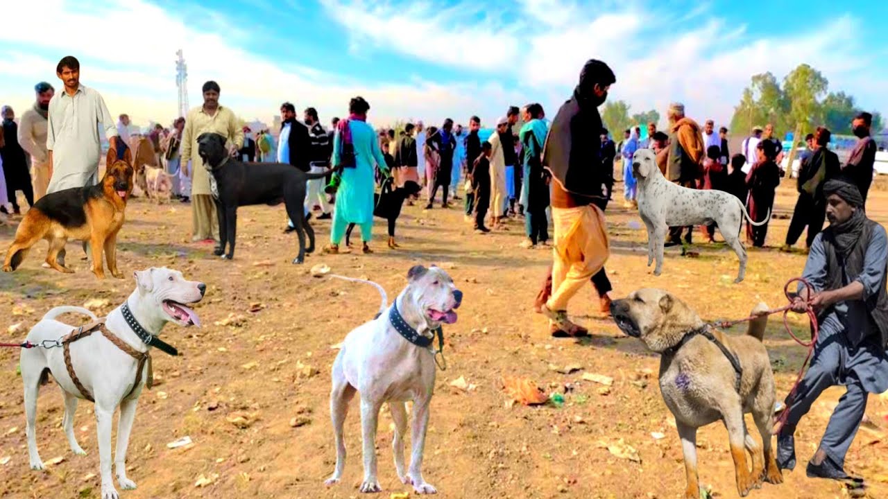 KPK ka sab sy Biggest Dogs 🐕 Market Latest Video 10/12/23 😍 Pk Animals ...