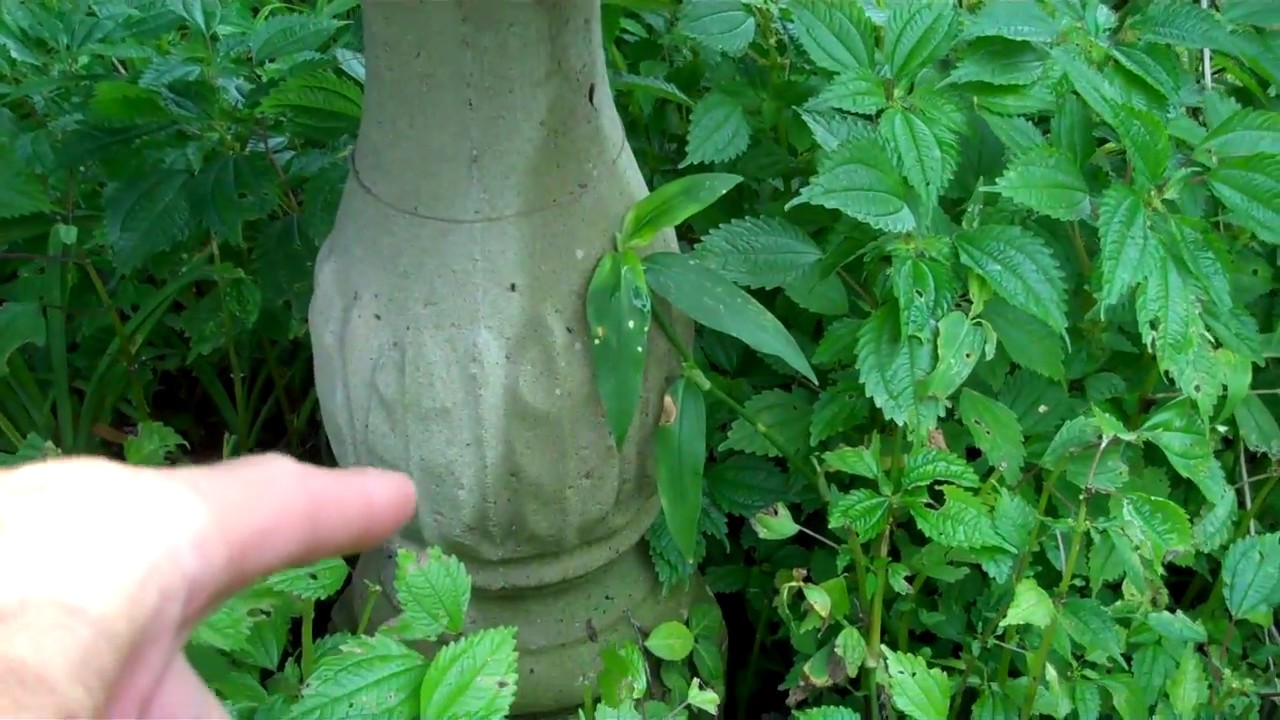 Evil Lady Bug Bites, Monarch Caterpillars & Milkweed. OH MY! - YouTube