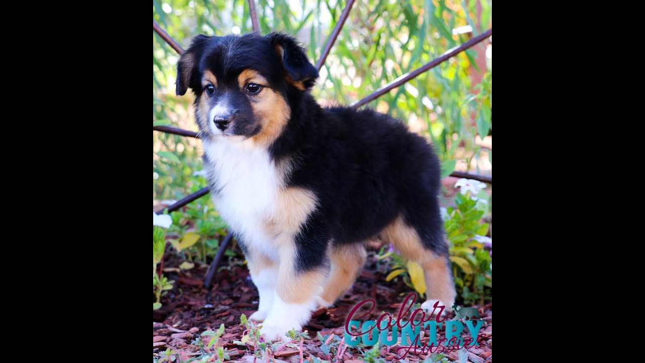 KEEPER BLACK TRI FEMALE| Miniature Australian Shepherd| COLOR COUNTRY ...