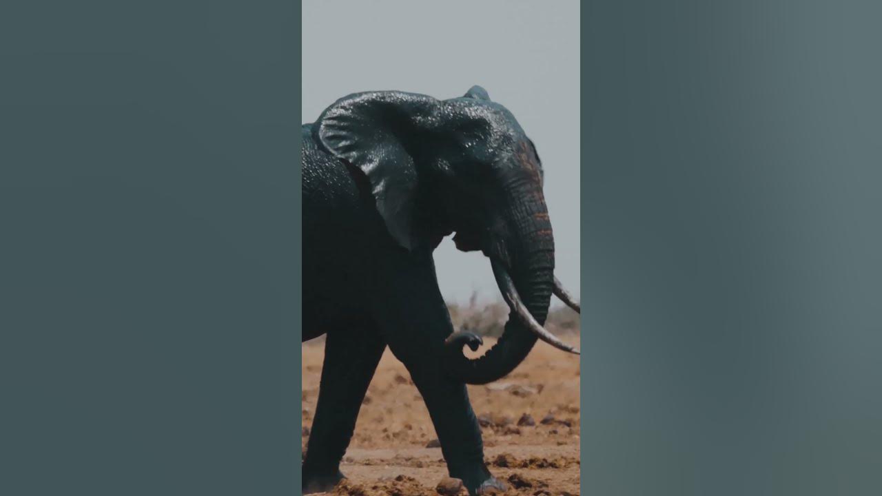 The Secret Communication of Elephants: Using Seismic Waves to Speak ...