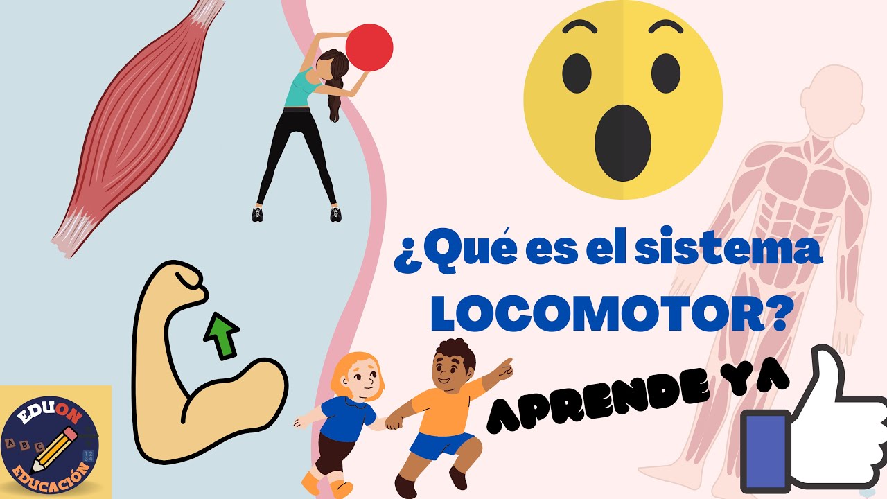 SISTEMA LOCOMOTOR Y SUS PARTES para niños #aprender #cuerpohumano - YouTube