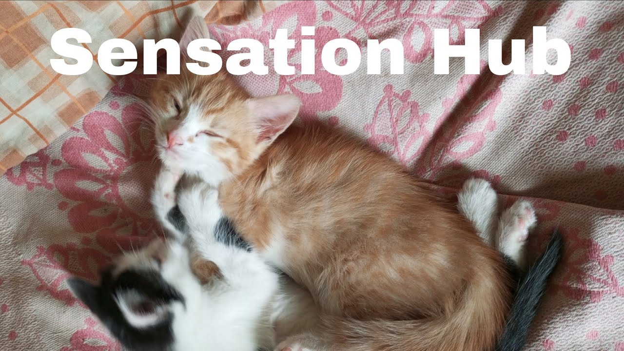 •Sensation hub• Require script showcase - YouTube