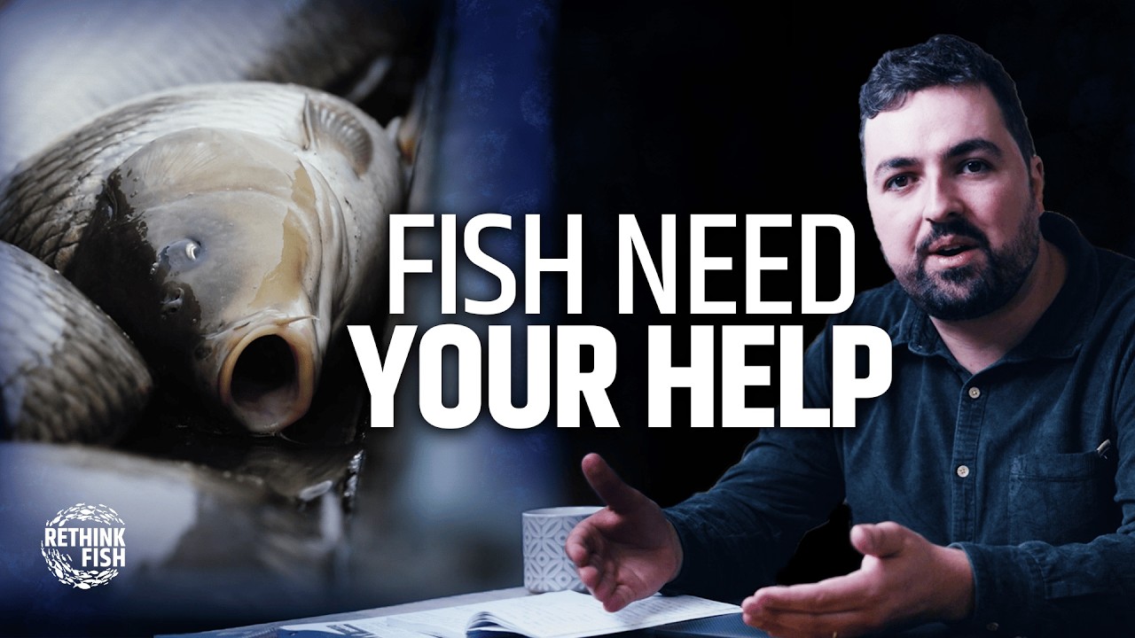 Cruel Christmas Carp EXPOSED: Undercover Fish Farming Investigation ...