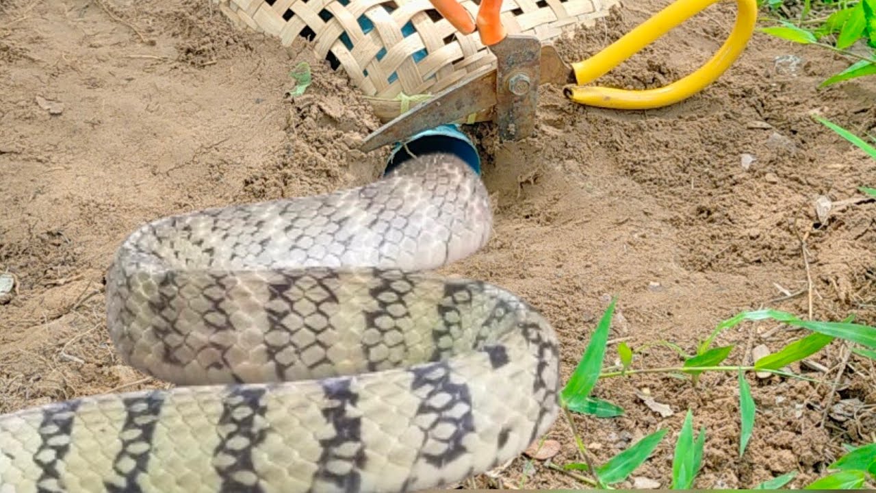 Easily constructs snake traps using snail crab and round fish - YouTube