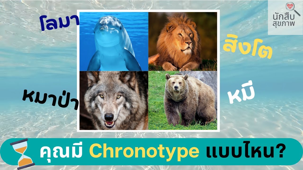 Ep.10 เราอยู่กลุ่ม Chronotype ไหน สิงโต โลมา หมาป่า หรือ หมี? - YouTube