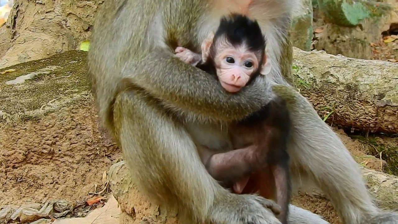 Cutie Newly Baby BEVIN Is So Handsome & Active. Loving The Way Mom ...