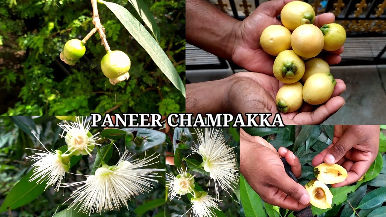പനിനീർ ചാമ്പക്ക കഴിച്ചിട്ടുണ്ടോ? // PANEER CHAMBAKKA (SYZYGIUM JAMBOS ...