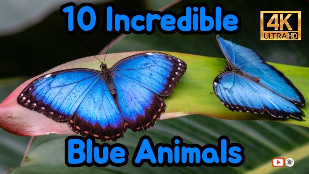 Top 10 Incredible Blue Animals 4K - YouTube