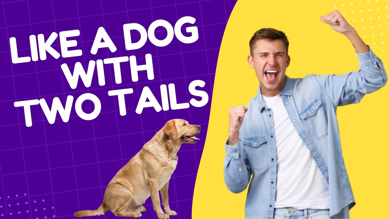 2 Like a dog with two tails - Idioms - YouTube