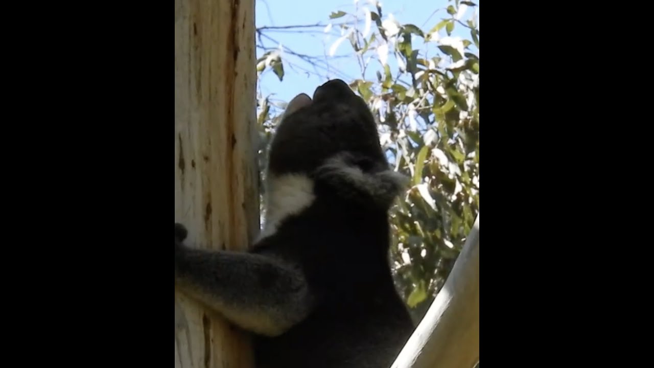 The sound of a male koala - YouTube