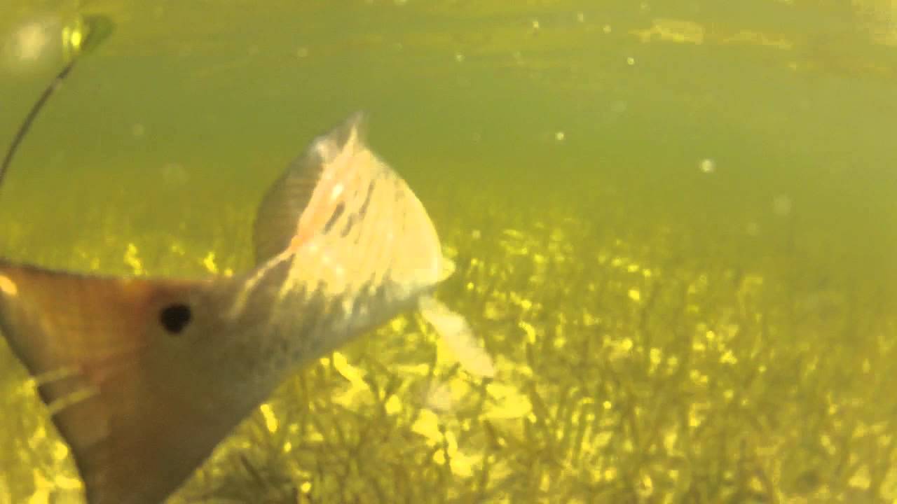Florida Keys Redfish - YouTube