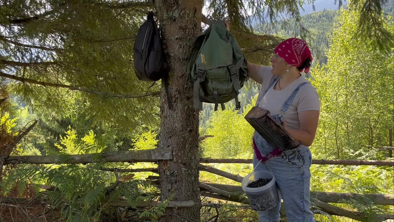 Survival in the wild: picking forest blueberry berries - YouTube