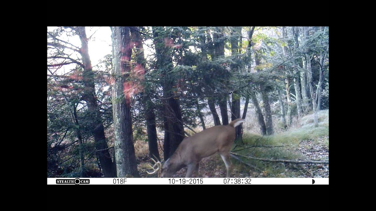 9 pt buck hitting scrape 7:30am - YouTube