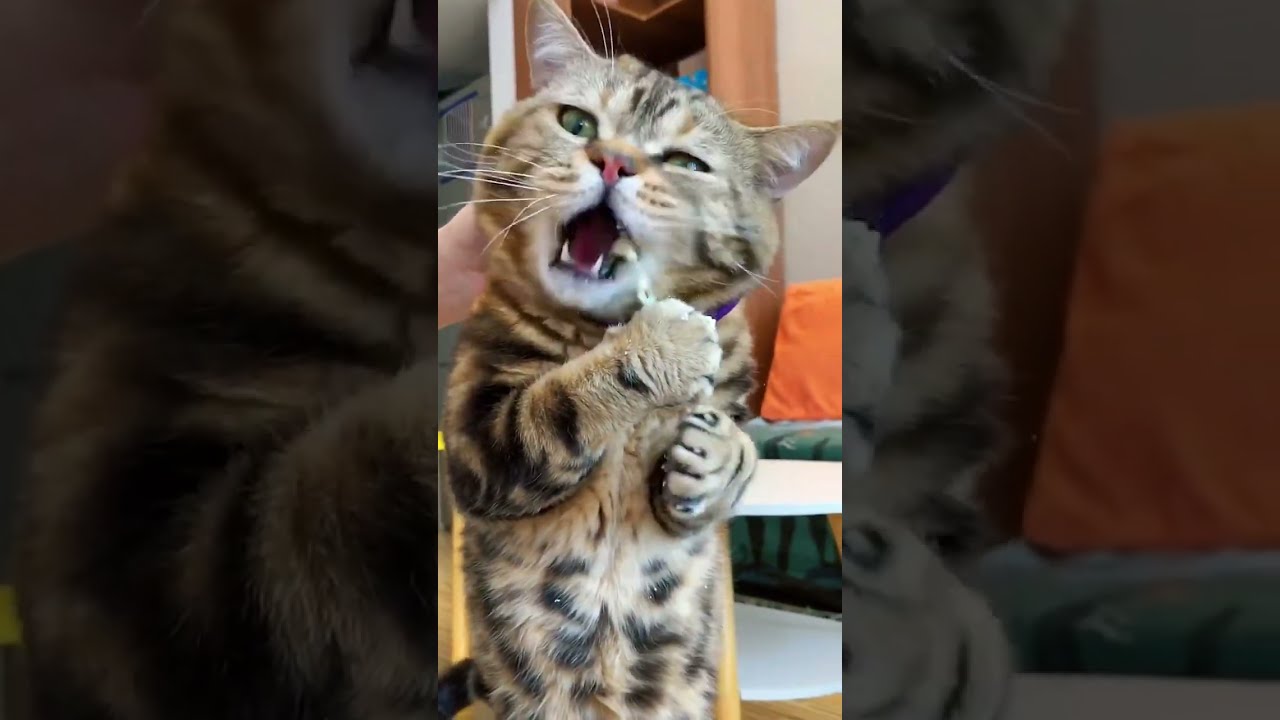 Hungry Greedy Cat 😺🤣 ️ | Cats Eating Vegetables 😺 ️ | Wait for the last ...