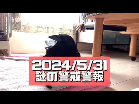 【MS】ラビの警戒警報と動じないクッピw2024/5/31 - YouTube