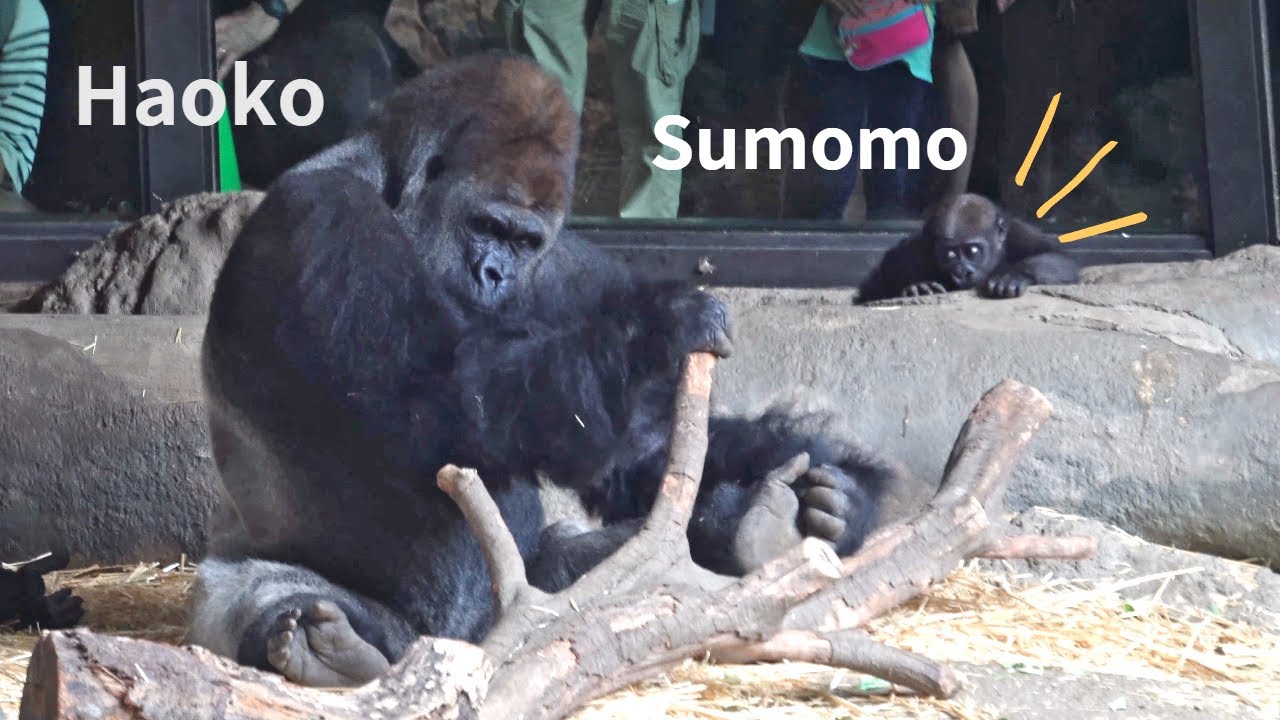 Baby gorilla Sumomo gazing at silverback Haoko | Gorilla Haoko Troop ...